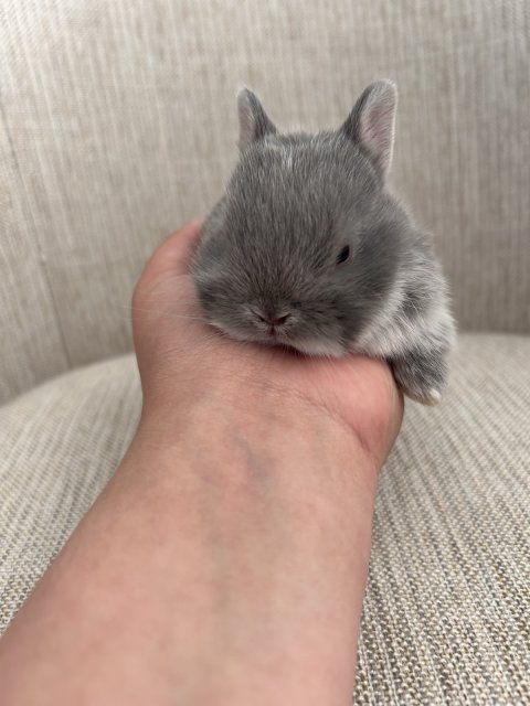 Baby Netherland dwarf bunny for sale!! | Rabbits | Gumtree Australia ...