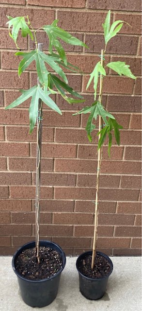 2 x Oriental Plane Trees - 1.1m High - $35 each - Plants in Canberra ...