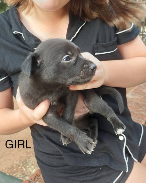 1 Beautiful Girl Kelpie Pup left | Dogs & Puppies | Gumtree Australia ...