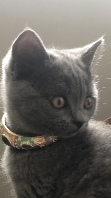 British shorthair purebred ,Quality !! | Cats & Kittens | Gumtree ...