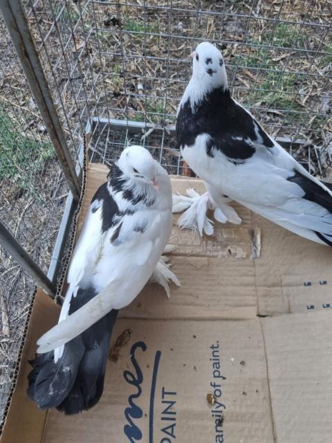 Different types of real pair pigeons. | Birds | Gumtree Australia ...