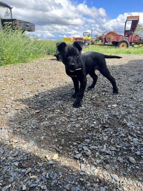 Purebred Kelpie Puppies ready to go ASAP | Dogs & Puppies | Gumtree ...