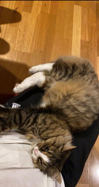 (free) rehoming male cat | Cats & Kittens | Gumtree Australia Knox Area ...