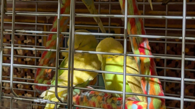 Young, healthy budgies | Birds | Gumtree Australia Darebin Area ...
