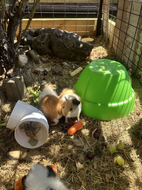 Guinea pigs | Other Pets | Gumtree Australia Shepparton City ...