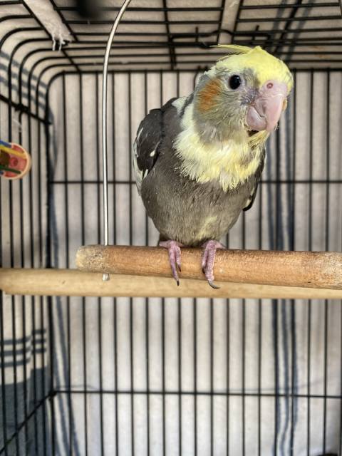 Cockatiel ( hand raised) | Birds | Gumtree Australia Joondalup Area ...