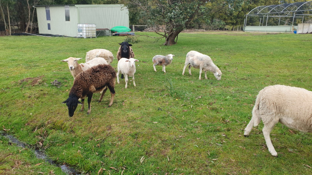 sheep self shedding | Livestock | Gumtree Australia Latrobe Area - Port ...