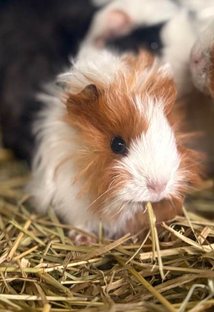 Guinea pigs | Other Pets | Gumtree Australia Tablelands - Atherton ...