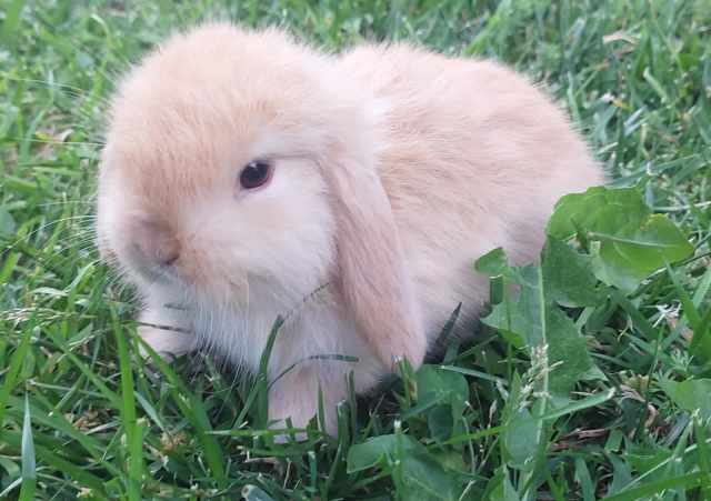 Pure Bred Baby mini lop rabbits | Rabbits | Gumtree Australia Hobsons ...
