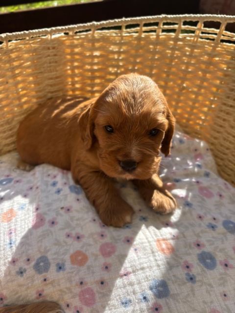 Golden Honey Cockalier Puppies - Early Selection Available - DNA Clear ...