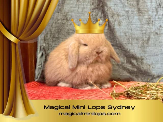 BABY BLUE TORT MINI LOP HOUSE 🩷APARTMENT RABBITS FOR SALE SYDNEY ...