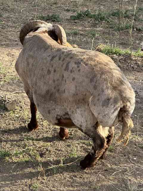 AWASSI RAM LAMB EWE SHEEP FAT TAIL GOAT | Livestock | Gumtree Australia ...