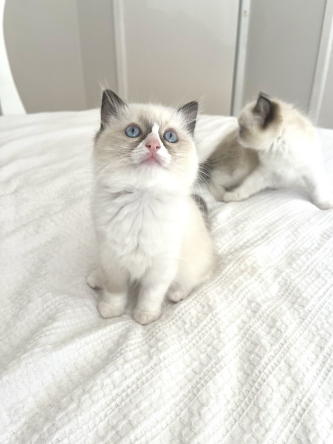 purebred 10 weeks bi colour ragdoll kitten | Cats & Kittens | Gumtree ...