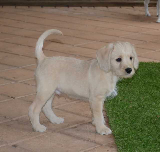 Cavalier King Charles x Miniature Schnauzer Boy available | Dogs ...