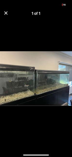 2x 6ft rounded edge fish tanks including cabinets | Pet Products ...