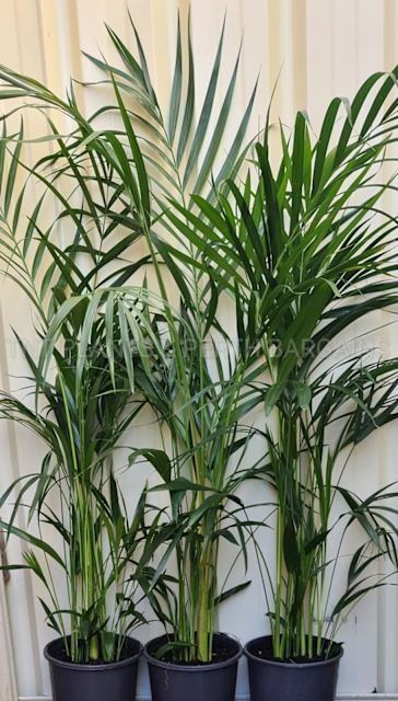 Multiplanted Golden Cane Palm Plants Perth 5L - Plants in Landsdale WA ...