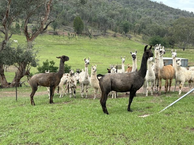 Gorgeous Llama boys gelded and entire | Livestock | Gumtree Australia ...