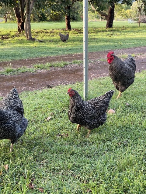 Plymouth Rock - fertilised eggs, chicks, POL, roosters, cockerels ...