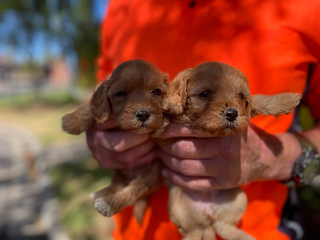 Red ruby toy and tiny toy cavoodle puppies. Ready in April | Dogs ...