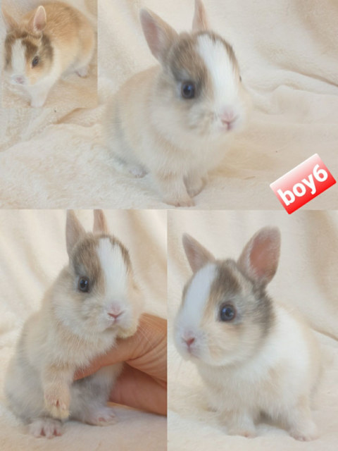 Pure-bred Netherland Dwarf baby Rabbits 💕 | Rabbits | Gumtree Australia ...
