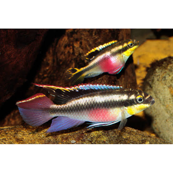 Aquarium Freshwaters Fish Swordtail, Kribensis, Angel, Rainbow, Guppy ...