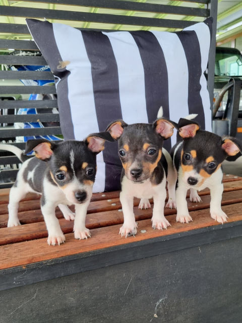 pure bred mini foxy puppies | Dogs & Puppies | Gumtree Australia ...