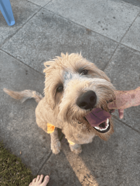 Female Groodle to Re Home | Dogs & Puppies | Gumtree Australia Lake ...