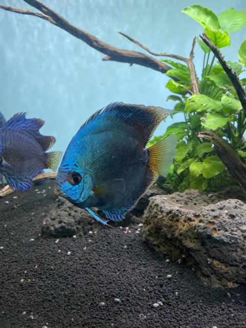 Discus fish breeding pairs | Fish | Gumtree Australia Casey Area ...