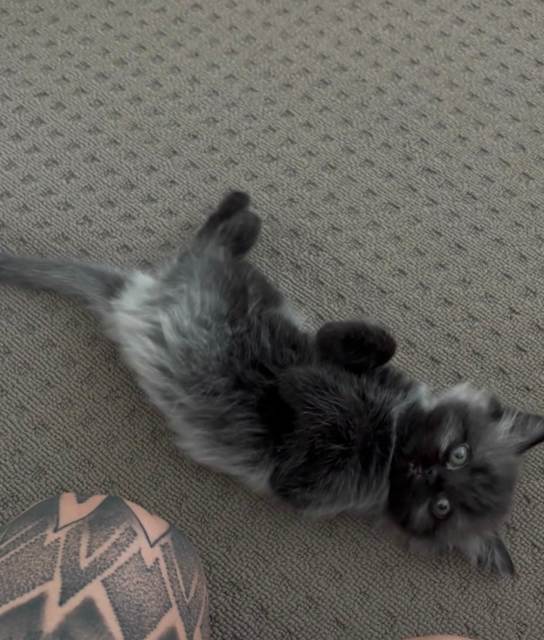 Kitten 8 weeks Himalayan x Rag Doll | Cats & Kittens | Gumtree ...