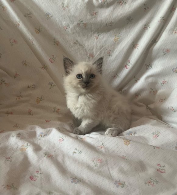 Pure breed Ragdoll kittens | Cats & Kittens | Gumtree Australia Yarra ...