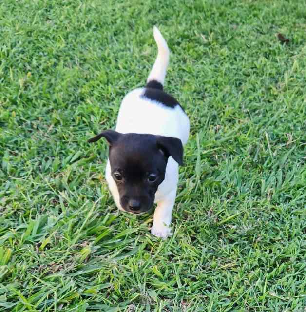 Mini foxie puppies 1x full tail | Dogs & Puppies | Gumtree Australia ...
