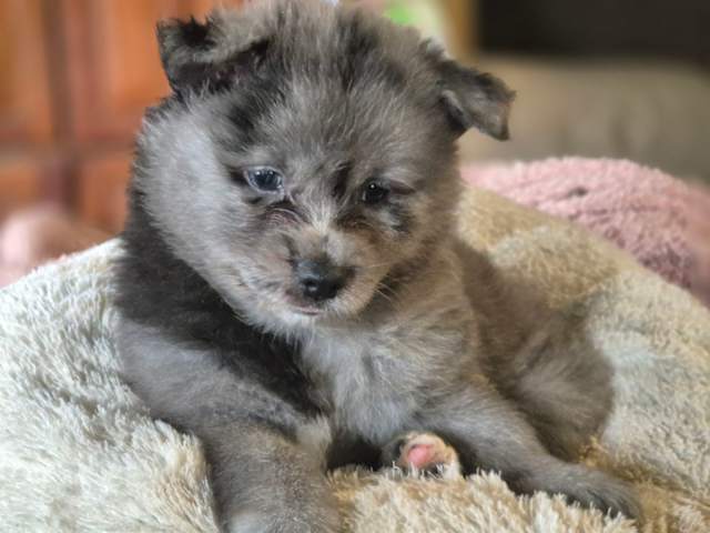 pomsky puppies 🐶 MALES | Dogs & Puppies | Gumtree Australia Logan Area ...