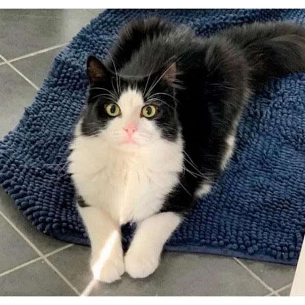 8457 : Savvy - CAT for ADOPTION - Vet Work Included | Cats & Kittens ...