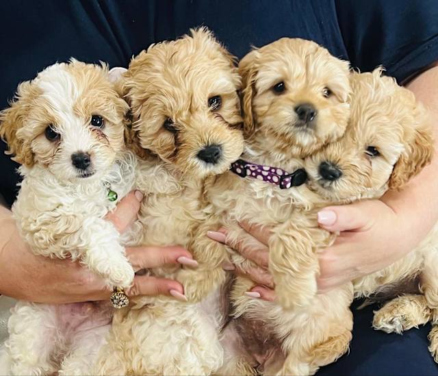 Cavoodle Puppies X3girls X2 boys Easter weekend Special | Dogs ...