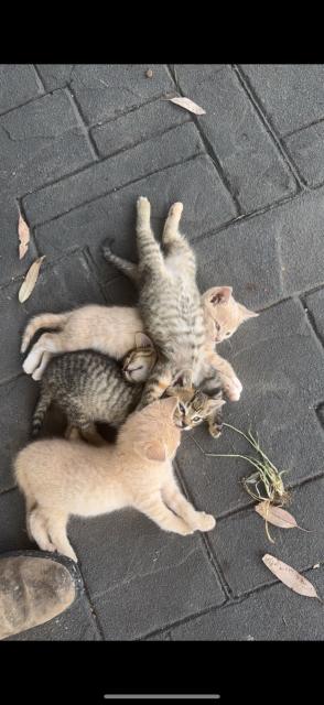 Bengal X kittens | Cats & Kittens | Gumtree Australia Yass Valley ...