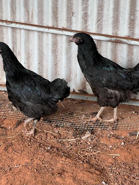 Australorp female chicks | Livestock | Gumtree Australia Mitchell Area ...