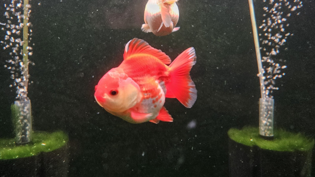 Fancy goldfish oranda short body short tail shogun | Fish | Gumtree ...