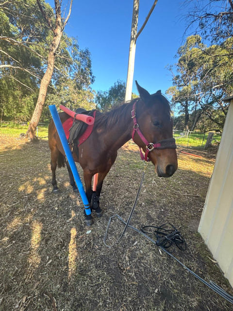 Star 6 years tb | Horses & Ponies | Gumtree Australia Capel Area - Capel | 1335204094