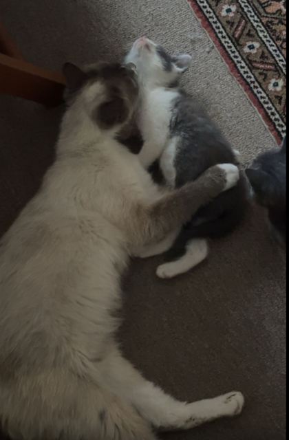 Half British shorthair half ragdoll kittens | Cats & Kittens | Gumtree ...