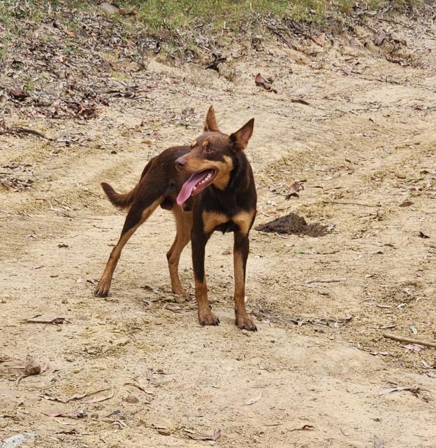 Purebred Kelpie male | Dogs & Puppies | Gumtree Australia Ipswich City ...