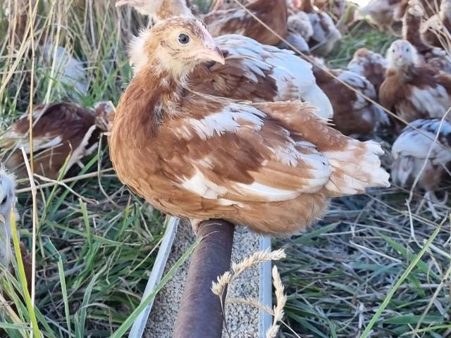 Young ISA Brown Pullets (hens/females) - backyard layers | Livestock ...