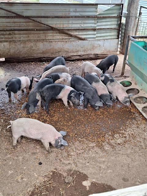 weaner pigs, ready to go | Livestock | Gumtree Australia Toowoomba ...