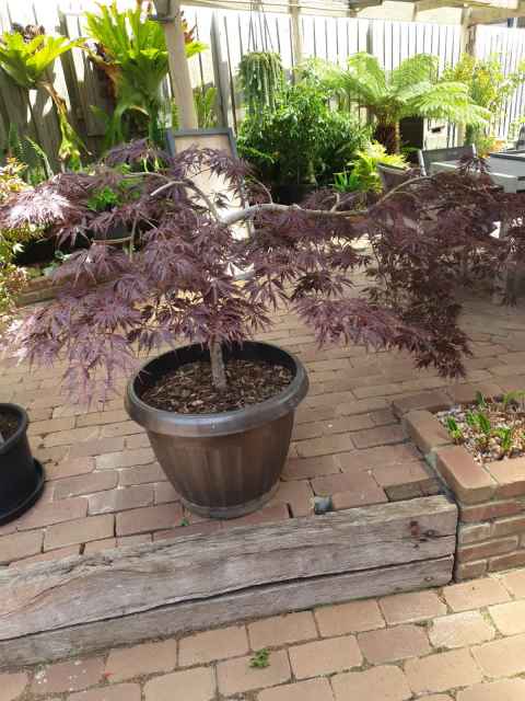 cascading red maple - Plants in Newcomb VIC | Gumtree Australia