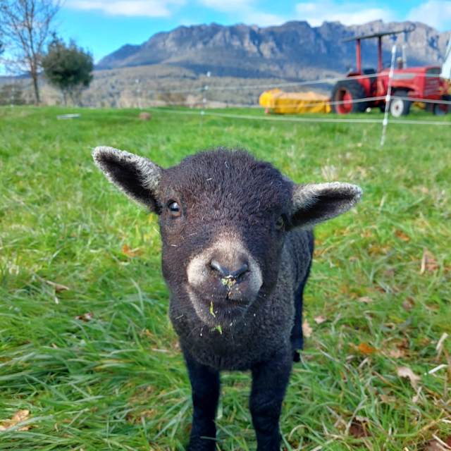 Babydoll Lambs and Sheep | Livestock | Gumtree Australia Kentish Area ...