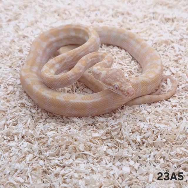 Caramel Albino Carpet Python | Reptiles & Amphibians | Gumtree ...