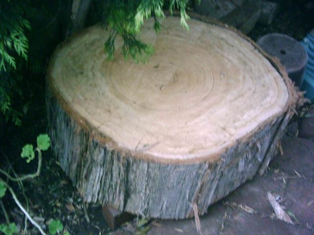 Extra Large Hardwood Log Slab 750 mm Wide x 270 mm High - Other Home ...