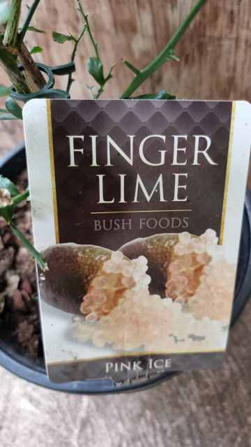 grafted pink ice finger lime tree in 20cm pot - Plants in Noble Park ...