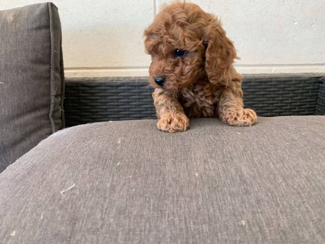 Mini Cavoodle ruby red puppy | Dogs & Puppies | Gumtree Australia ...