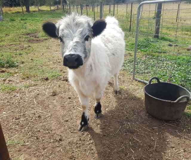 Miniature purebred blk galloway heifer & mini white galloway heifer X ...