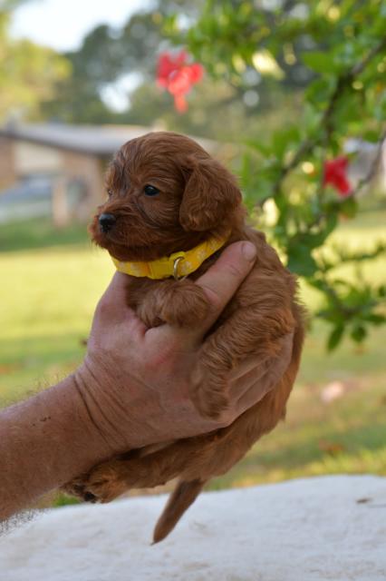 First Gen F1 Toy Cavoodle Ruby Boy available now! | Dogs & Puppies ...